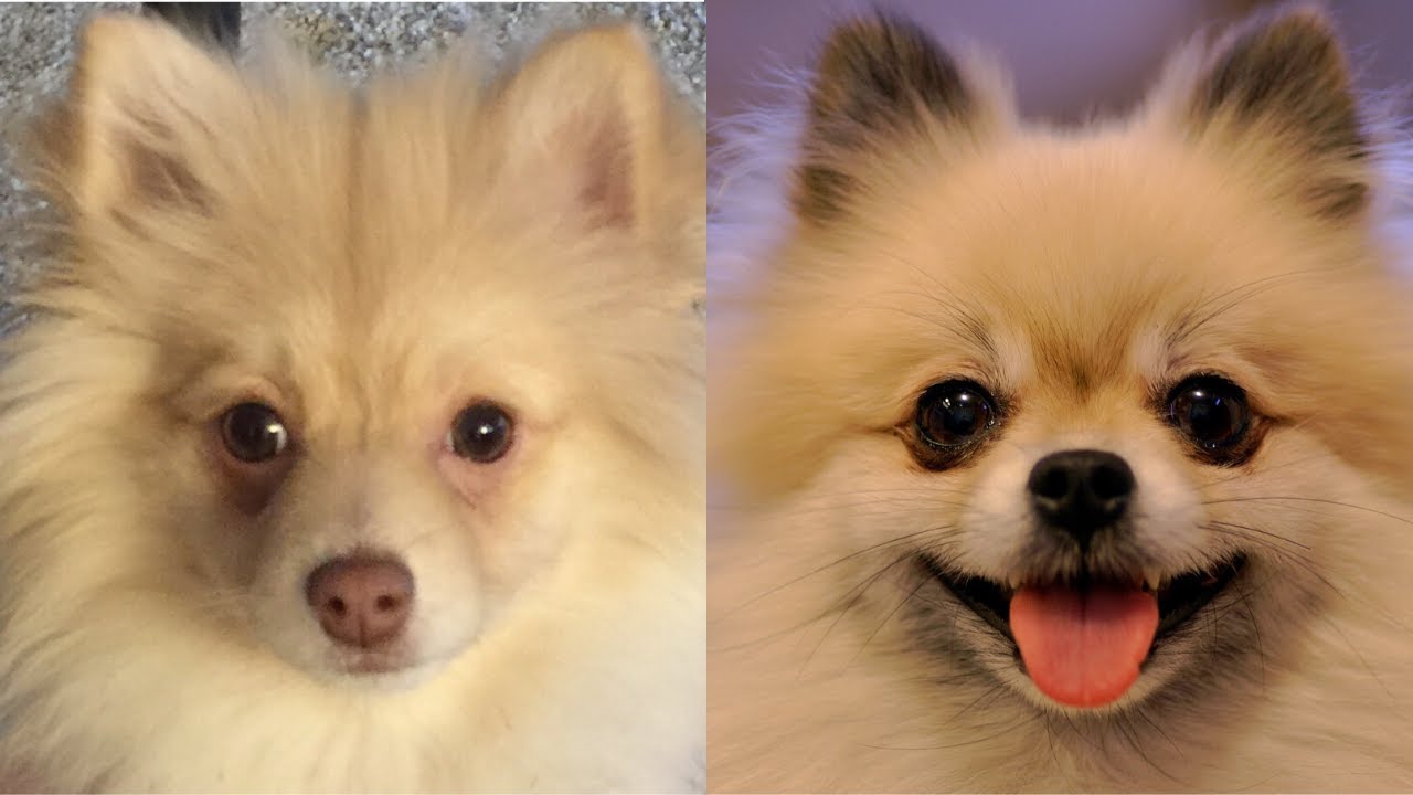 11 WAYS DOGS SAY "I LOVE YOU" - YouTube