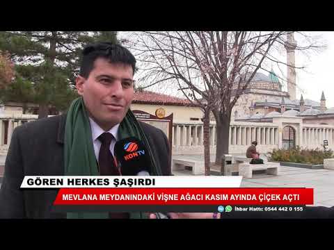 Mevlana meydanındaki vişne ağacı Kasım ayında çiçek açtı