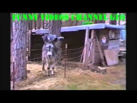 funny videos funny cats funny dogs sasacilo prikolebi sasacilo video ...