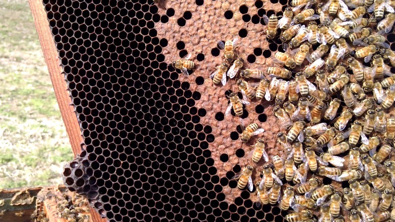 Honey Bee Eggs and Capped Brood In January - YouTube