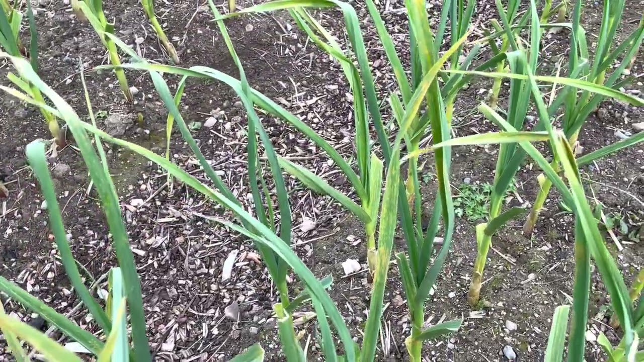 Rust on Garlic - YouTube