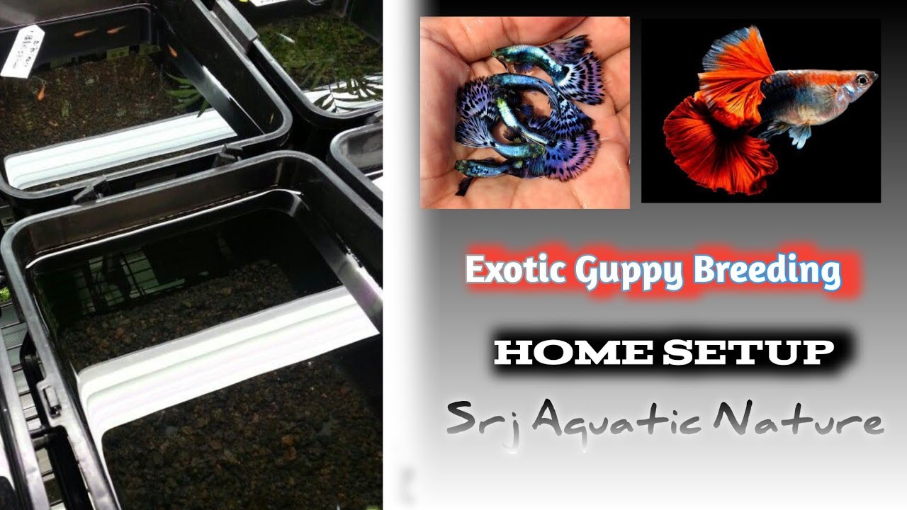 The New Guppy Breeding Setup at Home. / Ghar pe Guppy Breeding Setup ...