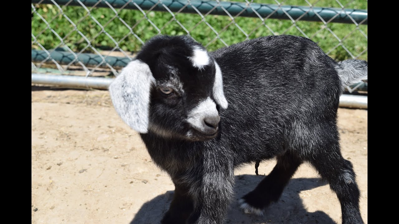 Goat pyramid 2 - YouTube