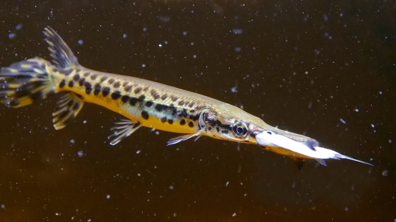 My Pet Alligator Gar Love Shad! - YouTube