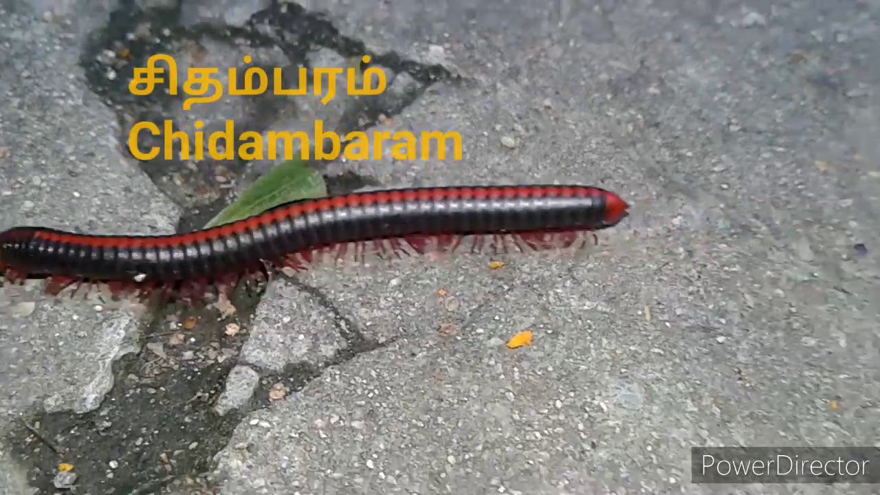 இந்த ரயில் எந்த ஸ்டேஷன்லேயும் நிக்கல | Train poochi | Millipedes train ...
