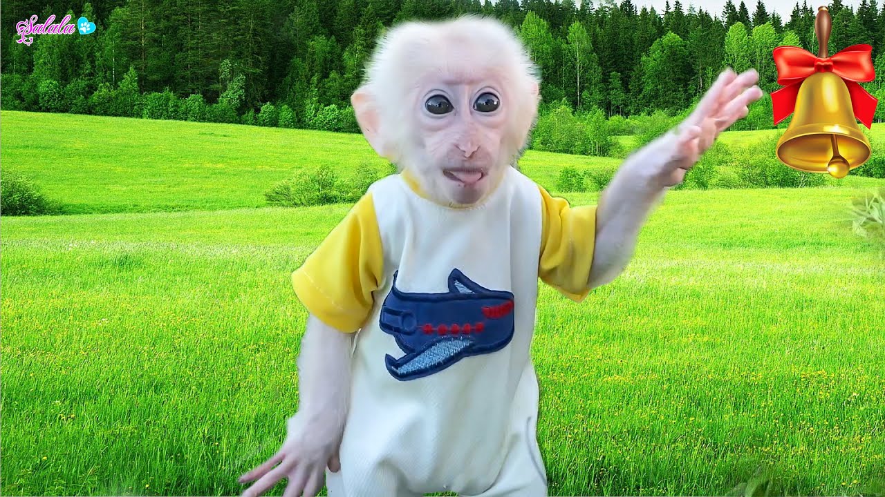 Monkey LaLa plays with the little bell very happily - YouTube