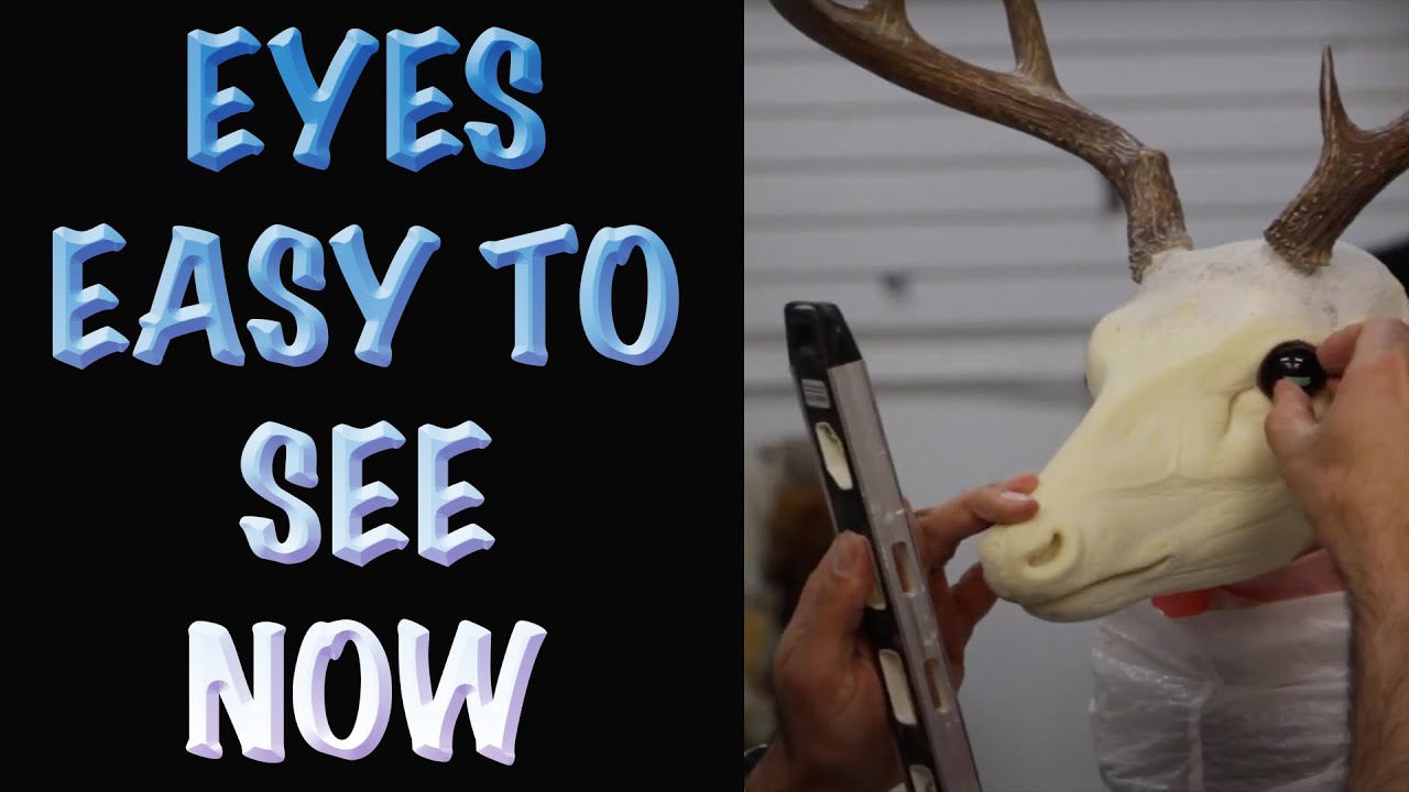 Coues deer Taxidermy. How the dark eye tip helped us now? Art of ...