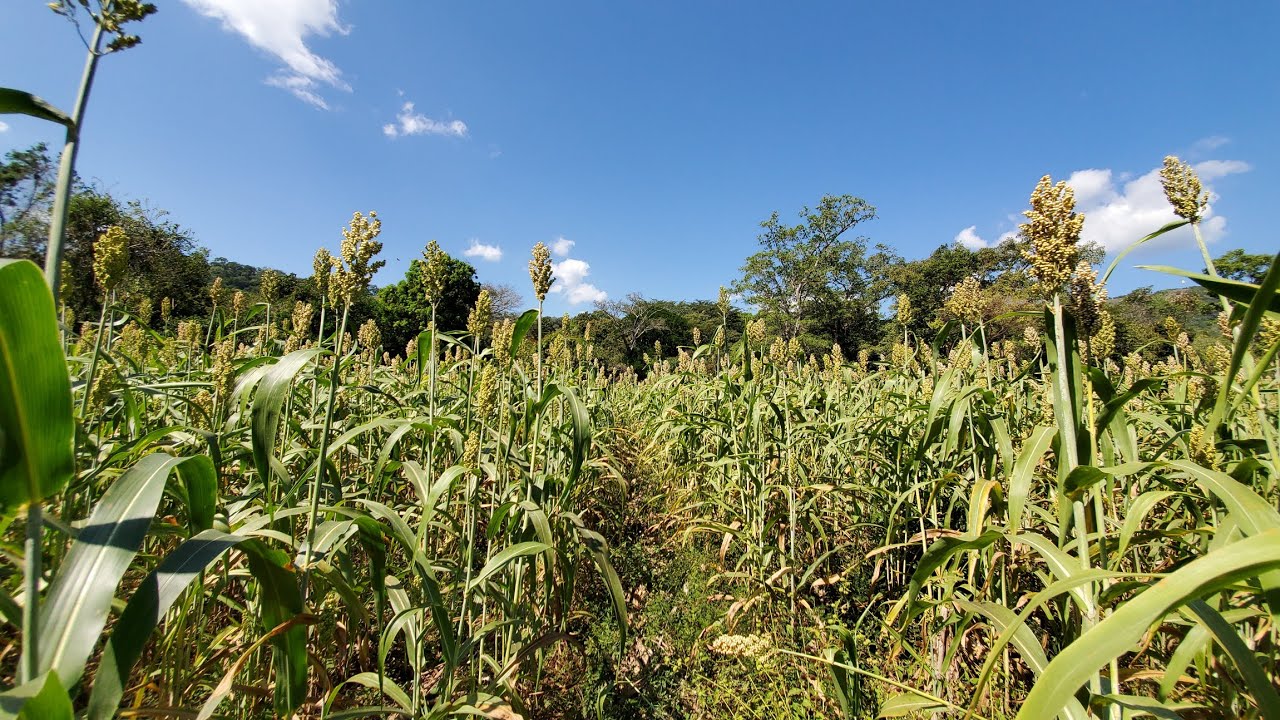Así Está Los Cultivos De Maisillo o Sorgo | Caminata Bajo El Sol 🌞 ...