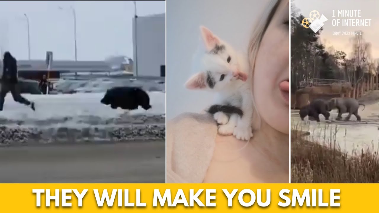 1 Minute Of Funny Animal Moments Compilation | Animals Being Funny ...