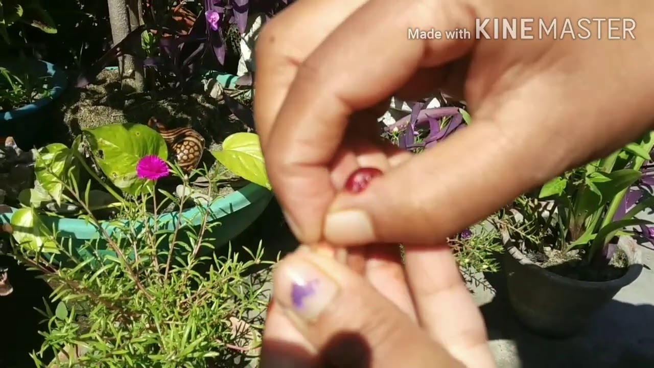 Karela ka plant ugaya Gaya kitchen ke Bij se.how to grow karela plant ...