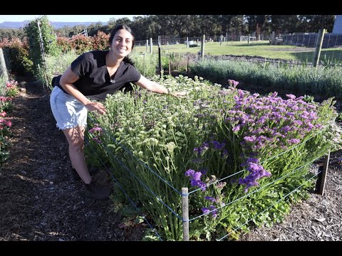 How to Harvest Statice : Woodstock Flower Farm - YouTube