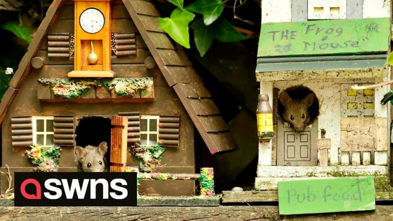 Meet the families of mice who live in their own purpose built homes and ...