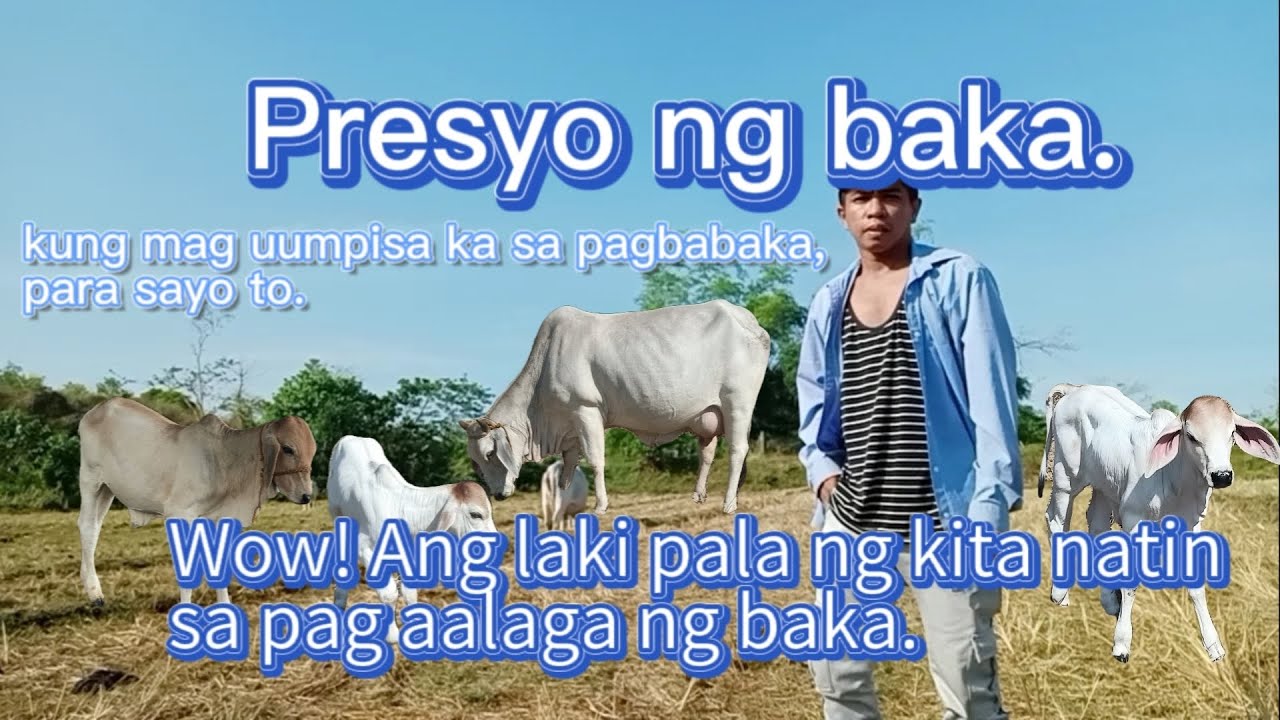 Mag inang baka, buntis, torete o dumalaga. alin ba ang mas mabilis ...