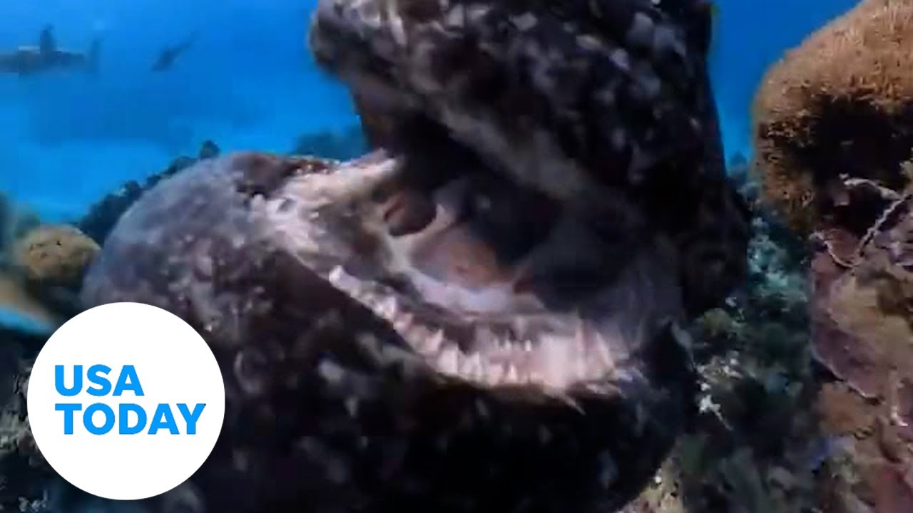 Hungry fish chows down on underwater camera, instantly regrets it | USA ...