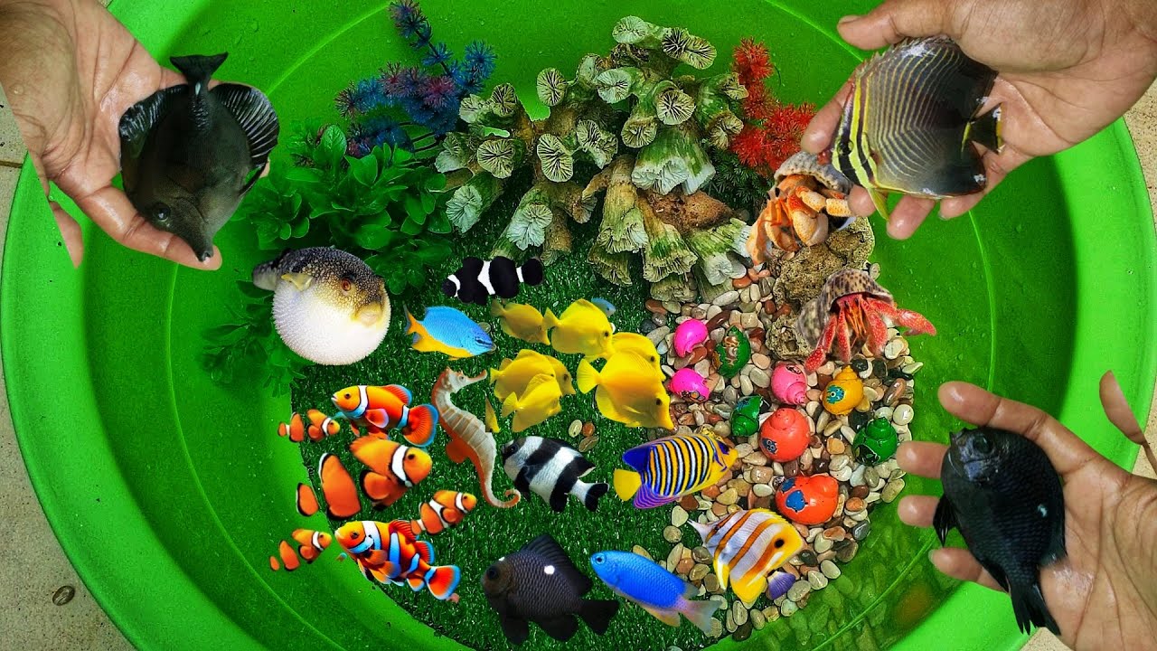 Amazing, Sea Fishing, Coral reefs and the most beautiful underwater ...