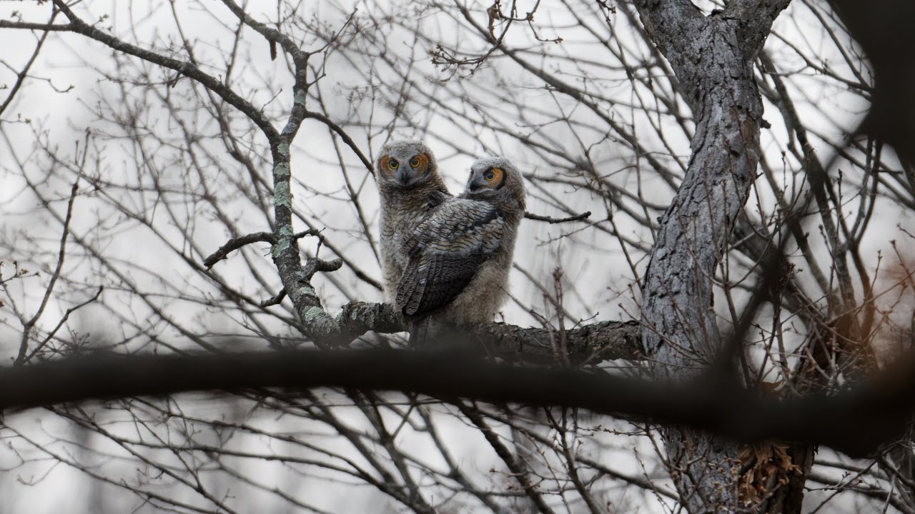 Great Horned Owl - Muppet leaping - YouTube