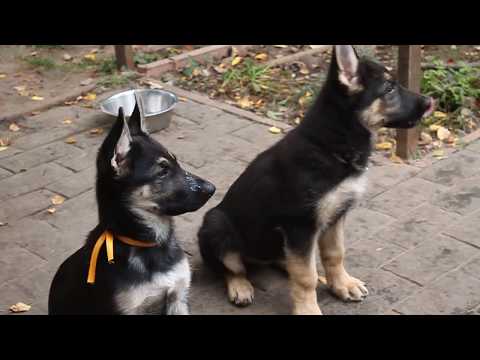 East-European Shepherd puppies (2,5 months)