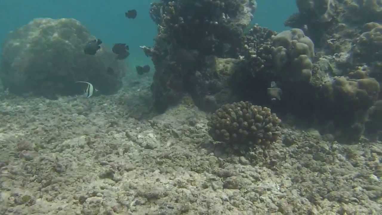 The amazing Kenyan reef | Filmed with GoPro Hero3 - YouTube