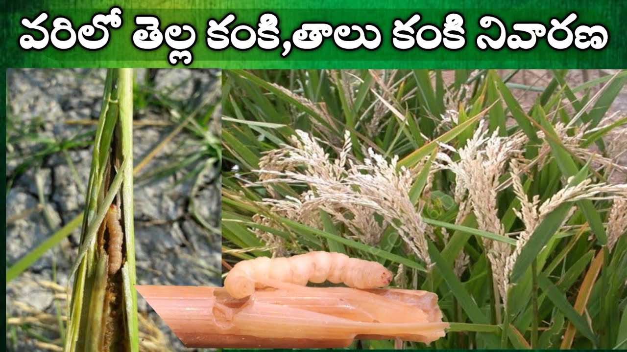 వరిలో తెల్ల కంకి నివారణ | vario kandam toluchu purugu nivarana|varilo ...