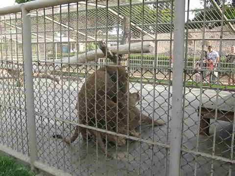 LEONES APAREANDOSE - PARQUE LAS LEYENDAS - 2009