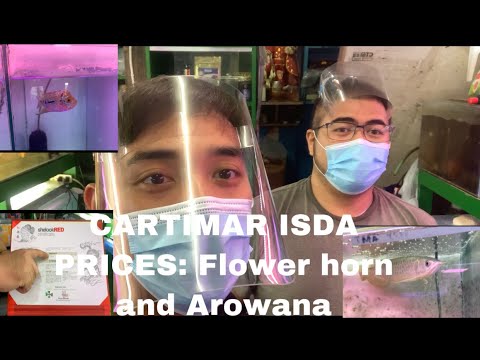 CARTIMAR PET CENTER : ISDA UPDATED PRICES and FACTS about FLOWER HORN ...