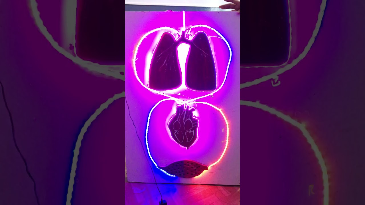 Working model of human circulatory system - YouTube