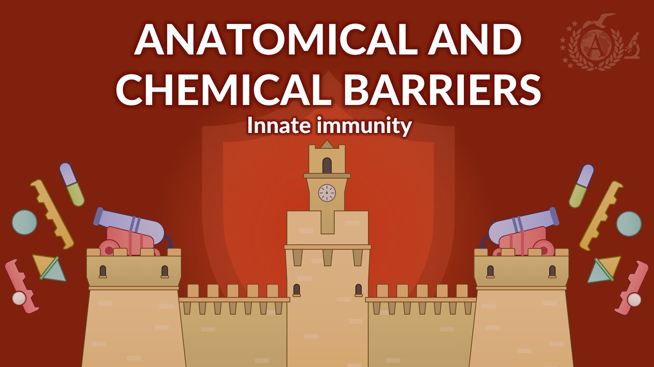 IMMUNOLOGY - Anatomical barriers and first chemical defenses - YouTube
