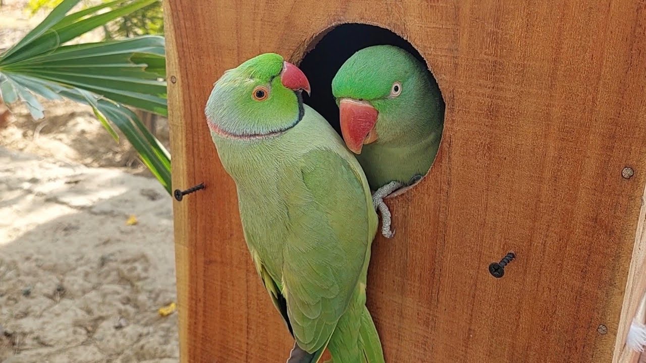 Most Amazing and Super Cute Talking Parrot Pair - YouTube