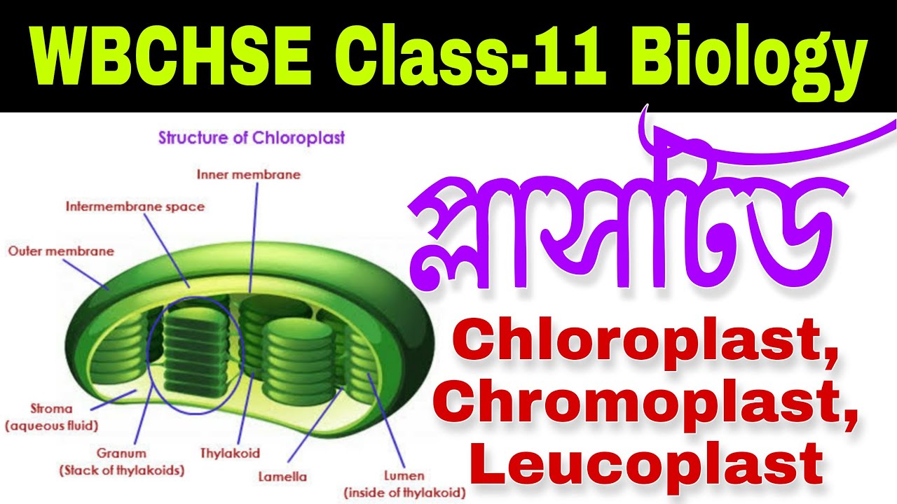 Plastids in Bengali|Types of Plastids|Chloroplast, Chromoplast ...
