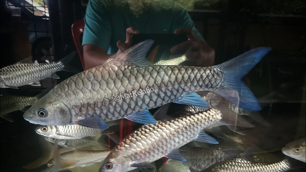 Tor tambroides @ Thungyai Blue Mahseer (Thailand) - YouTube