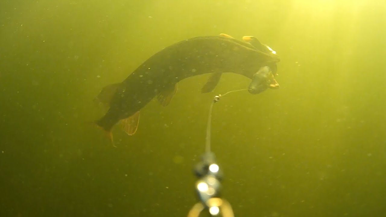 Pike Attacks on Camera - New Underwater Compilation - Part 2 - Custom ...