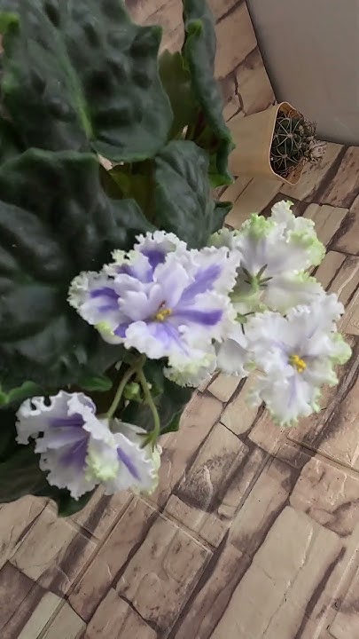 Фиалка РМ Роса в Изумруде #цветы #фиалкацветёт #flowers #фиалка - YouTube