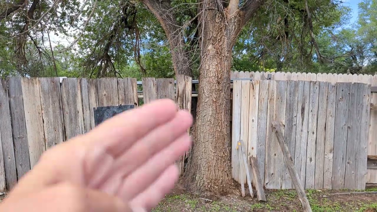 TREE TRIMMING HOME BASE NEW MEXICO... - YouTube