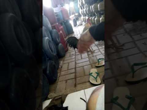 Ayam ngocol