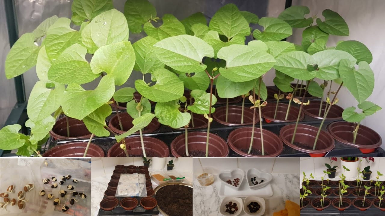 Easily prepare iyna uri/Asian beans for planting. - YouTube