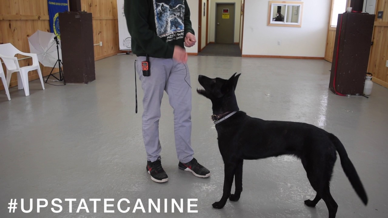 How to teach your dog to sit, stand, stay- America's Canine Educator ...