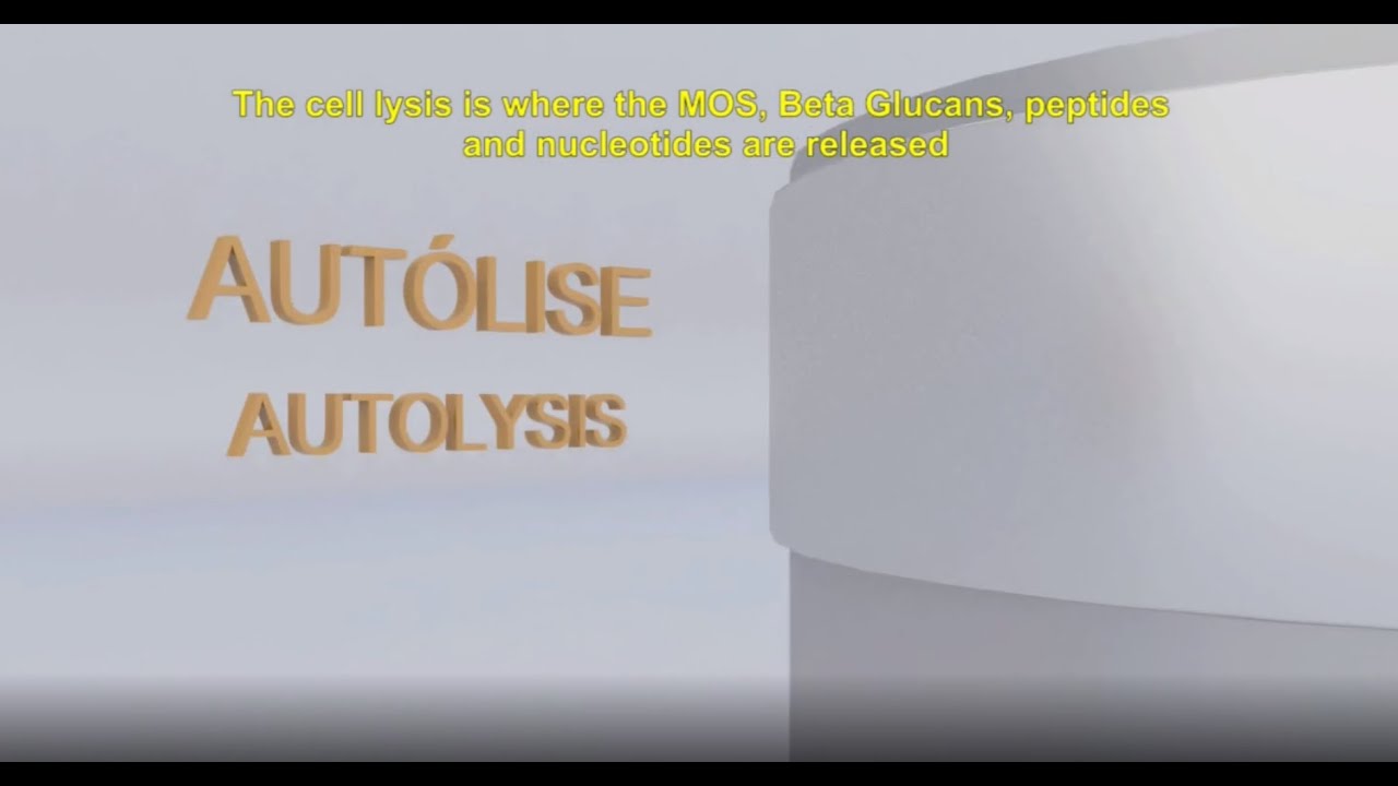 Sinergis - Autolyzed Yeast for Animal Nutrition - YouTube