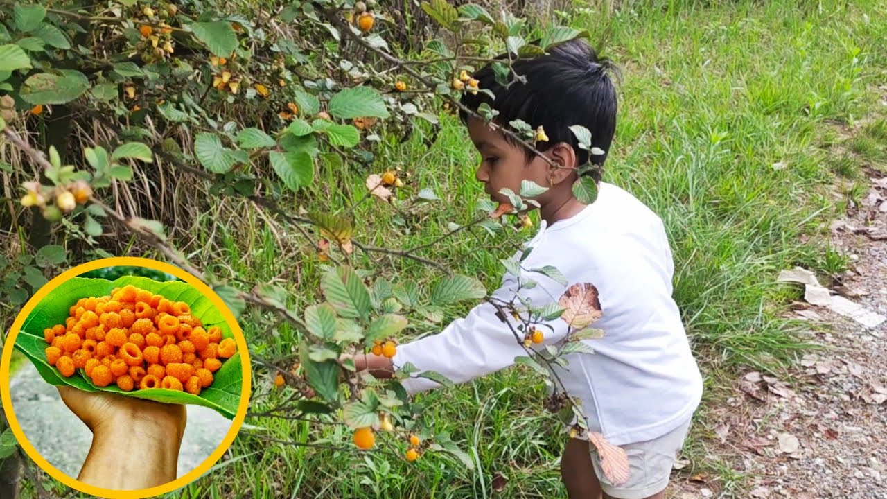 अैसेलु खाँदै रमाउँदै, Aiselu - YouTube