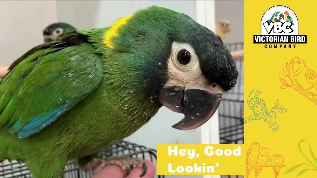 Current Hand Reared Parrots | 10th February | Victorian Bird Co - YouTube