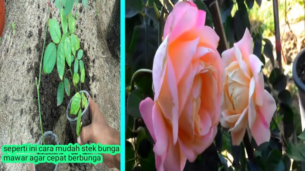 Berbagi tips cara mudah stek bunga mawar agar cepat berbunga - YouTube
