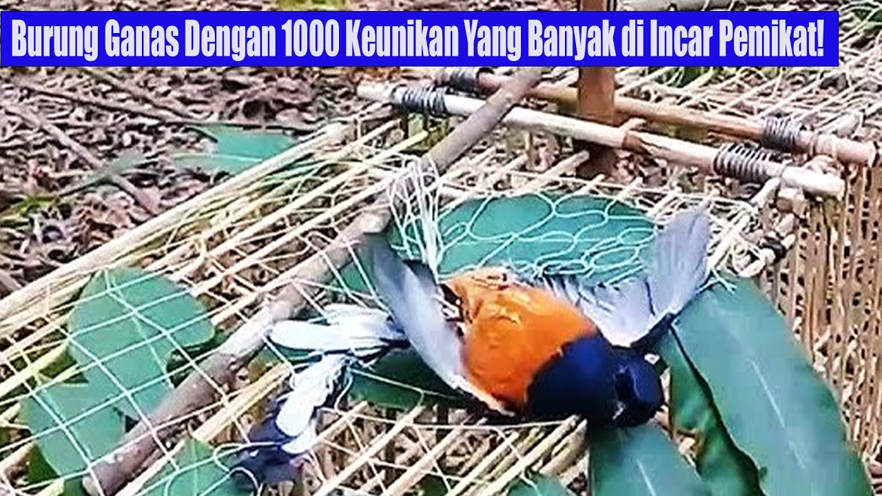 Burung Murai Ganas Dengan 1000 Keunikan Yang Banyak di Incar Pemikat ...