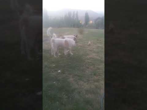 Kangal köpek dövüşleri