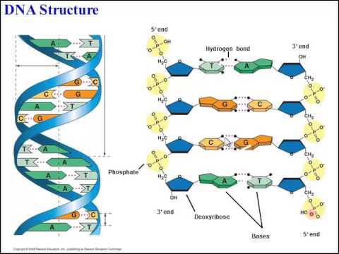 Nucleic Acid Form/Function - YouTube