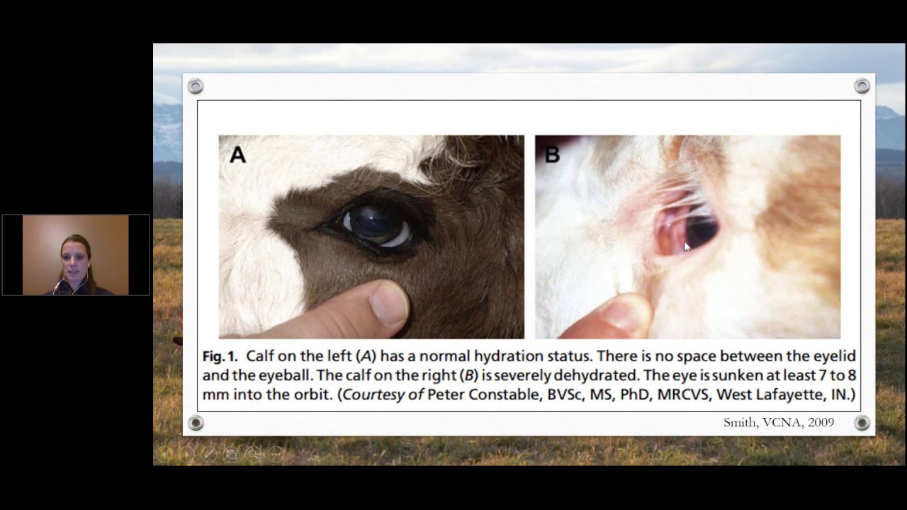 Managing young calves to prevent disease - YouTube