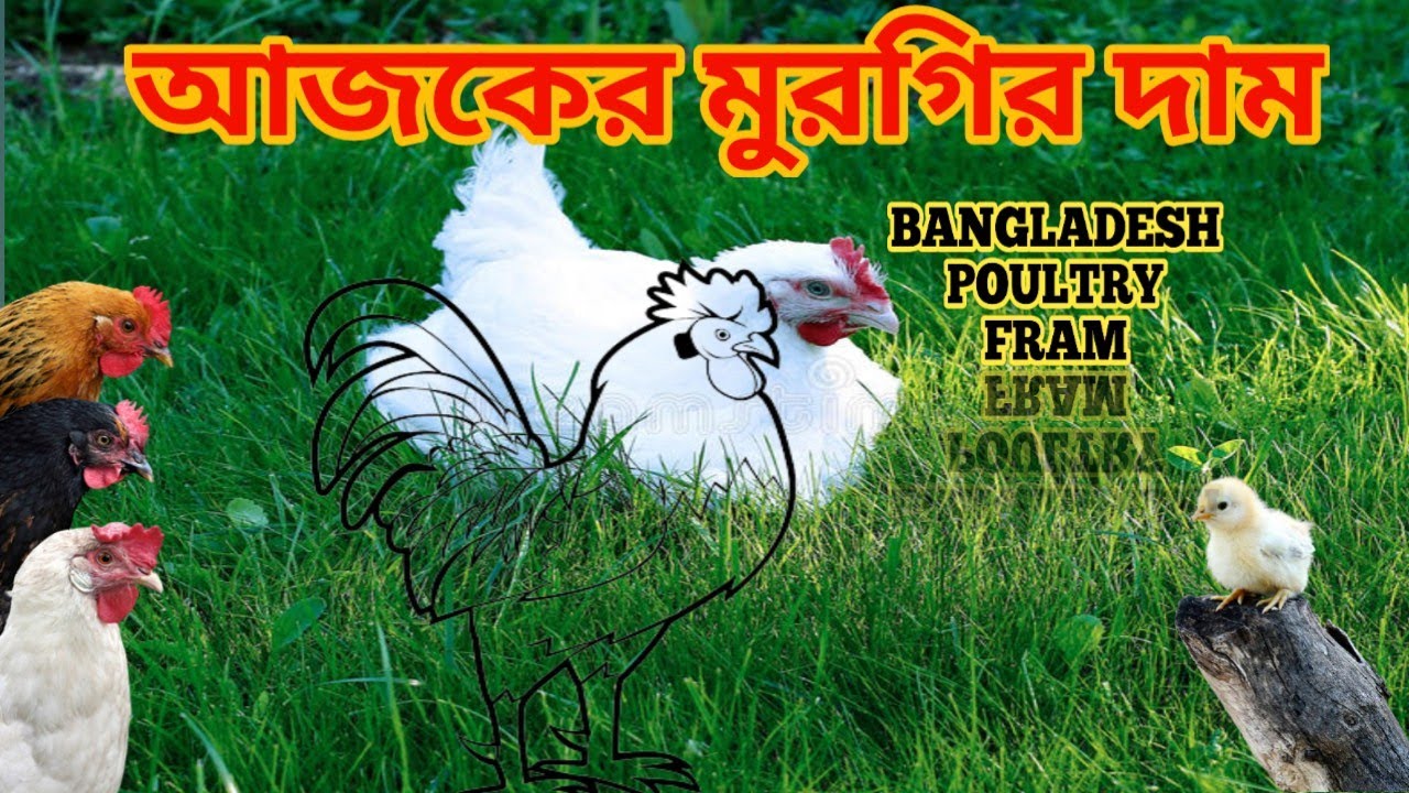 bd Chicken Price Today | Today Egg & ChickenRates bd | Broiler Chicks ...