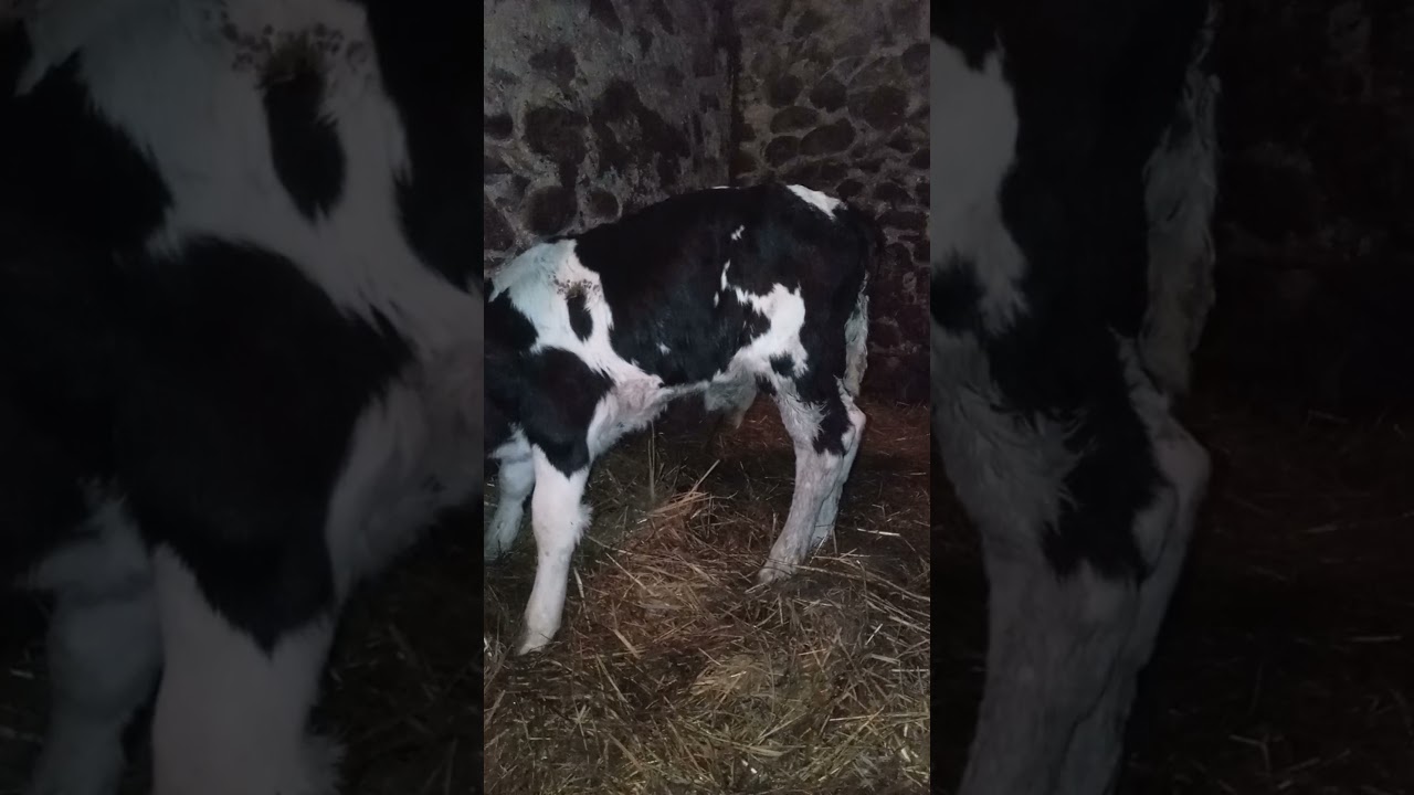 Krowa przyjeła nowego byczka simental 😄🐄 - YouTube