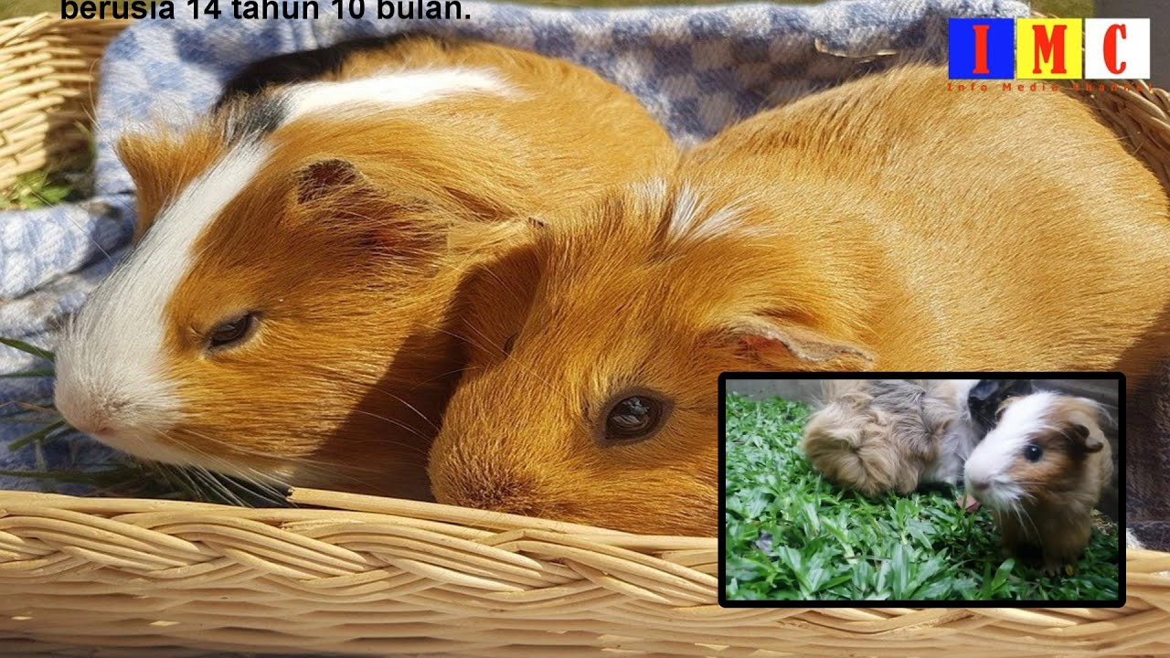 Info Minda : Tikus Belanda - YouTube