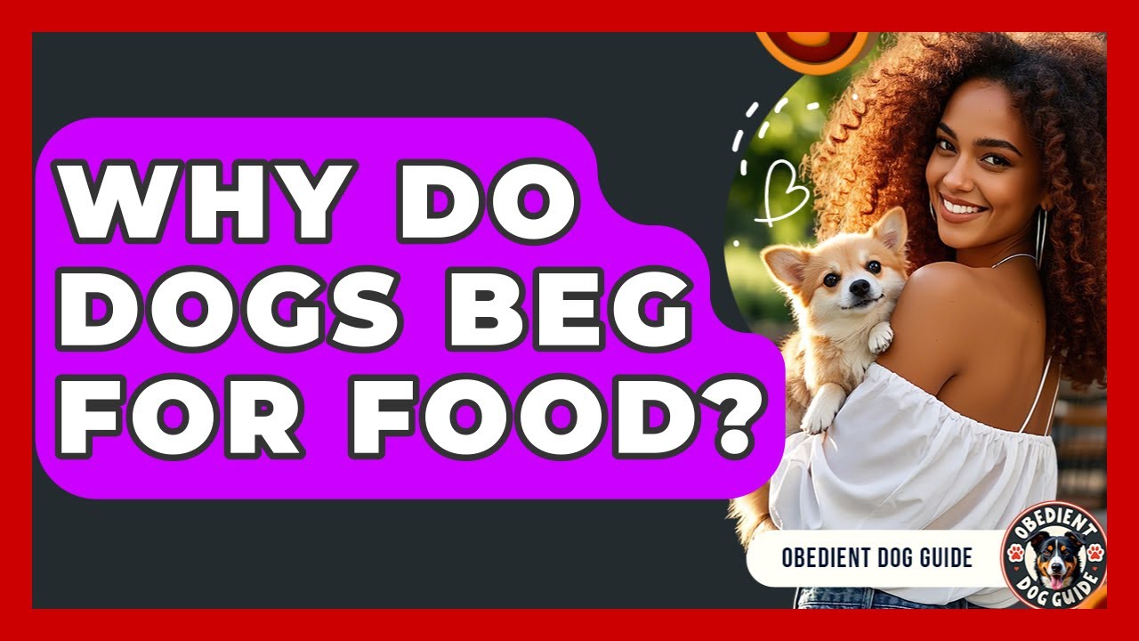 Why Do Dogs Beg For Food? - Obedient Dog Guide - YouTube