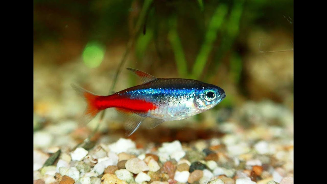 PEȘTELE NEON, cel mai frumos pește pentru acvariul tău - YouTube