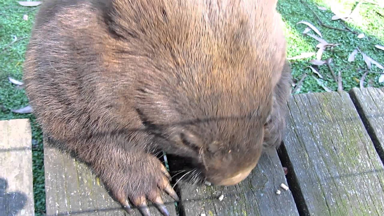 The Friendly Australian Wombat 2 - YouTube
